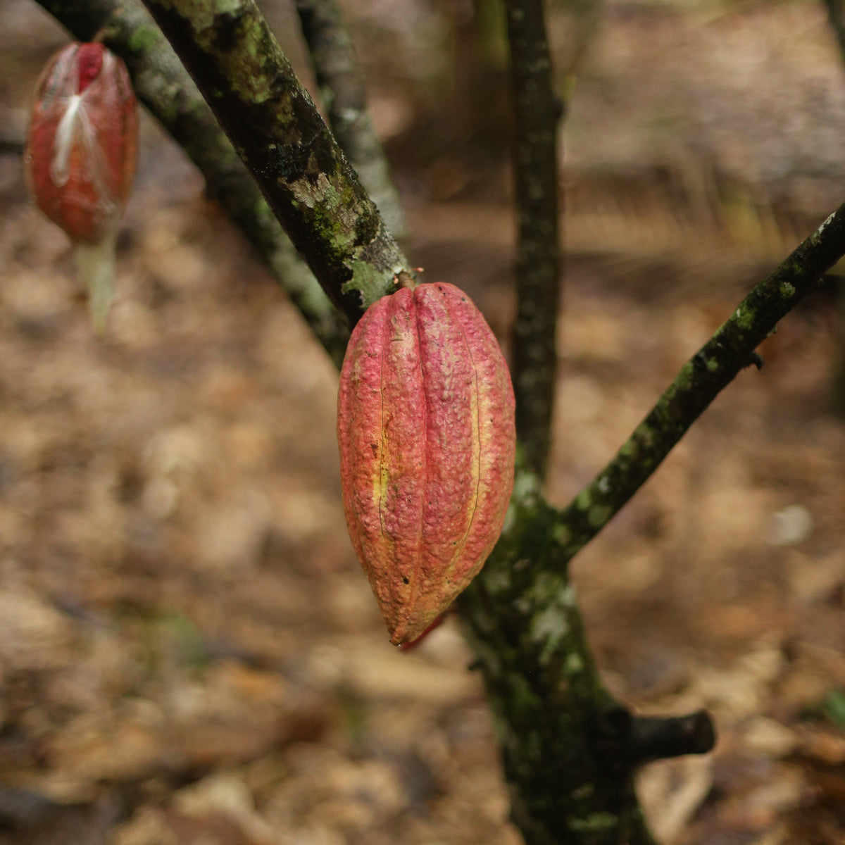 Criollo—the Philippines’ lesser-known luxury cacao – Auro Chocolate