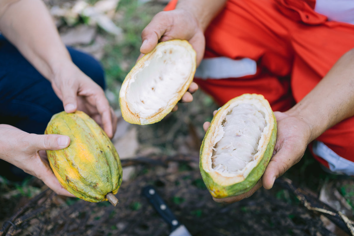 From Tree-to-Bar: Exploring the Unique Flavours of Auro Chocolate ...